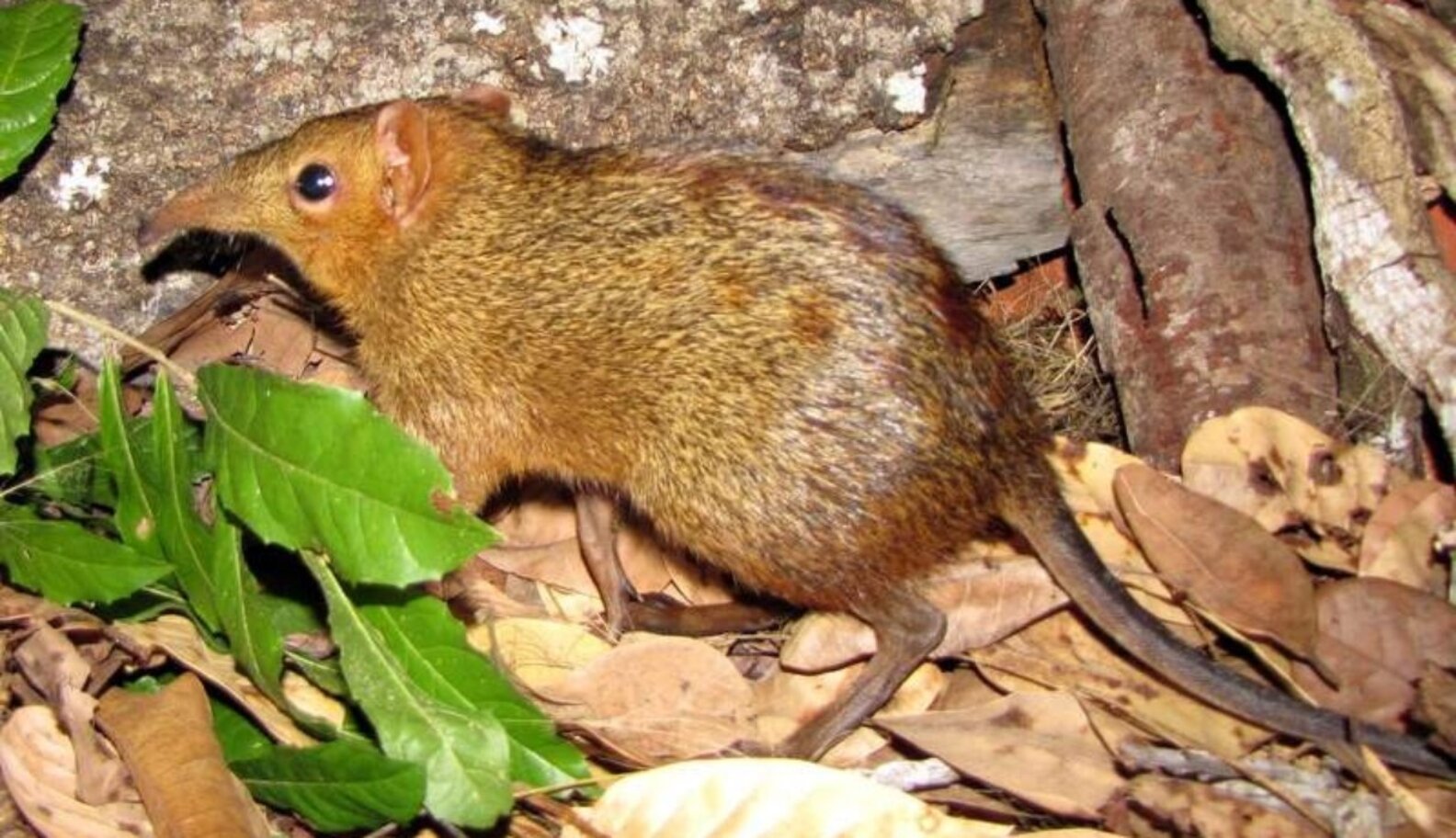 Meet The Ubercute Sengis: A Unique Family With Some Endangered Members ...