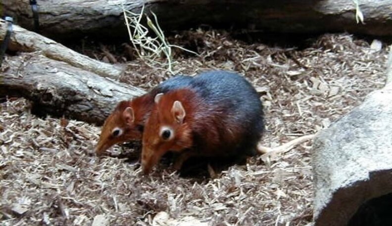 Meet The Ubercute Sengis: A Unique Family With Some Endangered Members ...