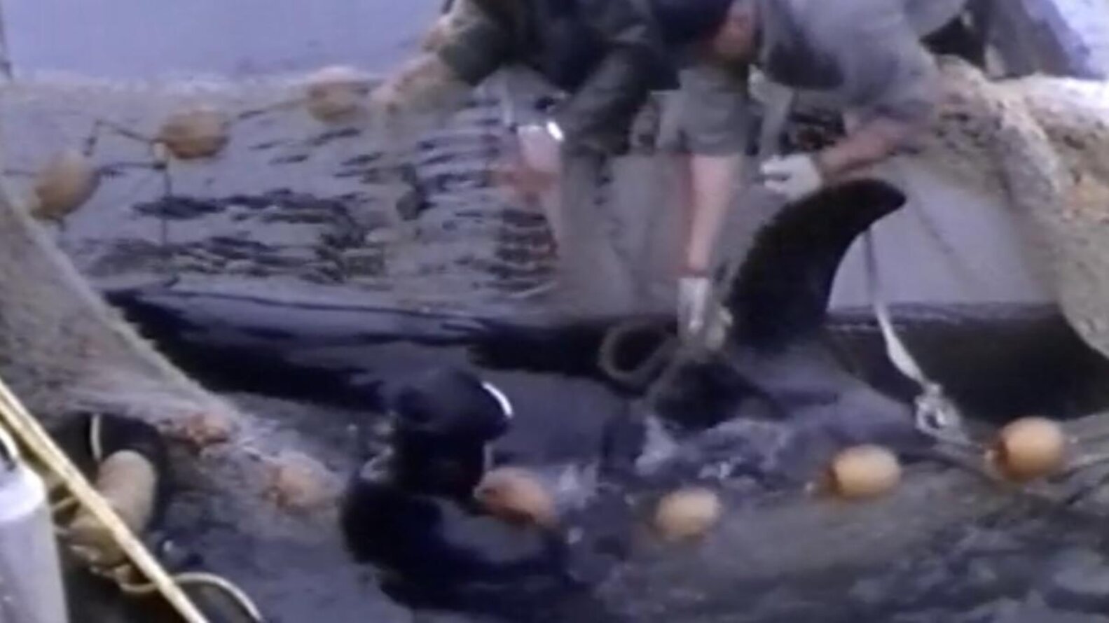 Looking Back At SeaWorld's 55 Years Of Orca 'Entertainment’ - The Dodo