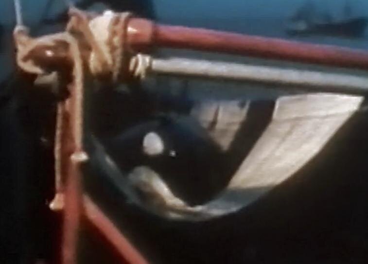 Looking Back At SeaWorld's 55 Years Of Orca 'Entertainment’ - The Dodo