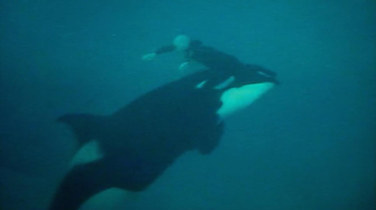 Looking Back At SeaWorld's 55 Years Of Orca 'Entertainment’ - The Dodo