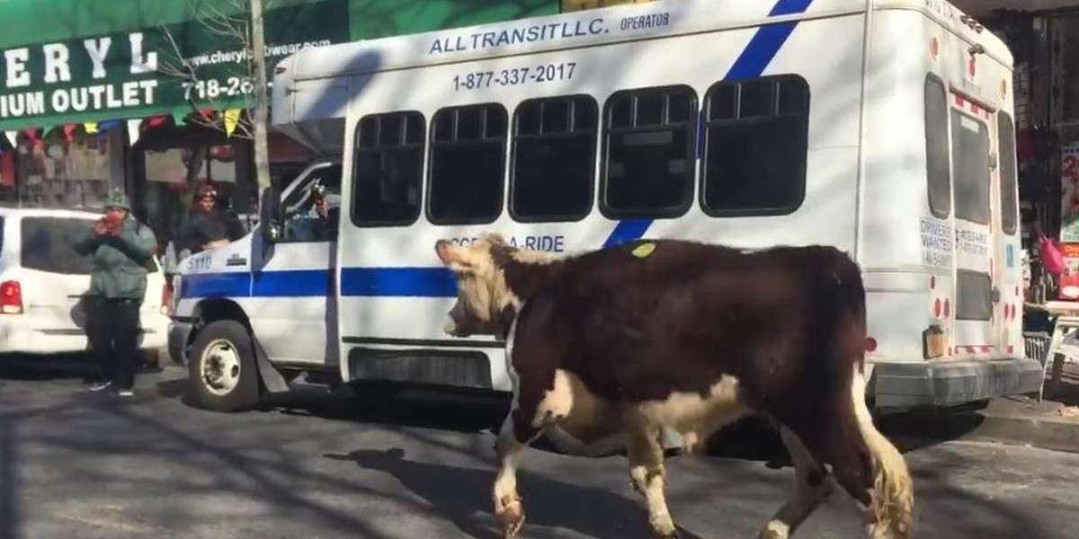 Terrified Cow Who Ran Through Streets Of NYC Gets Luckiest Break - The Dodo