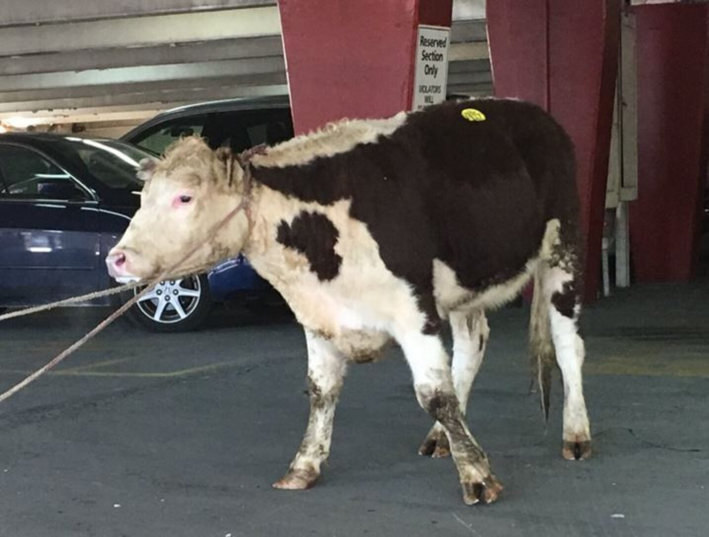 Terrified Cow Who Ran Through Streets Of NYC Gets Luckiest Break - The Dodo