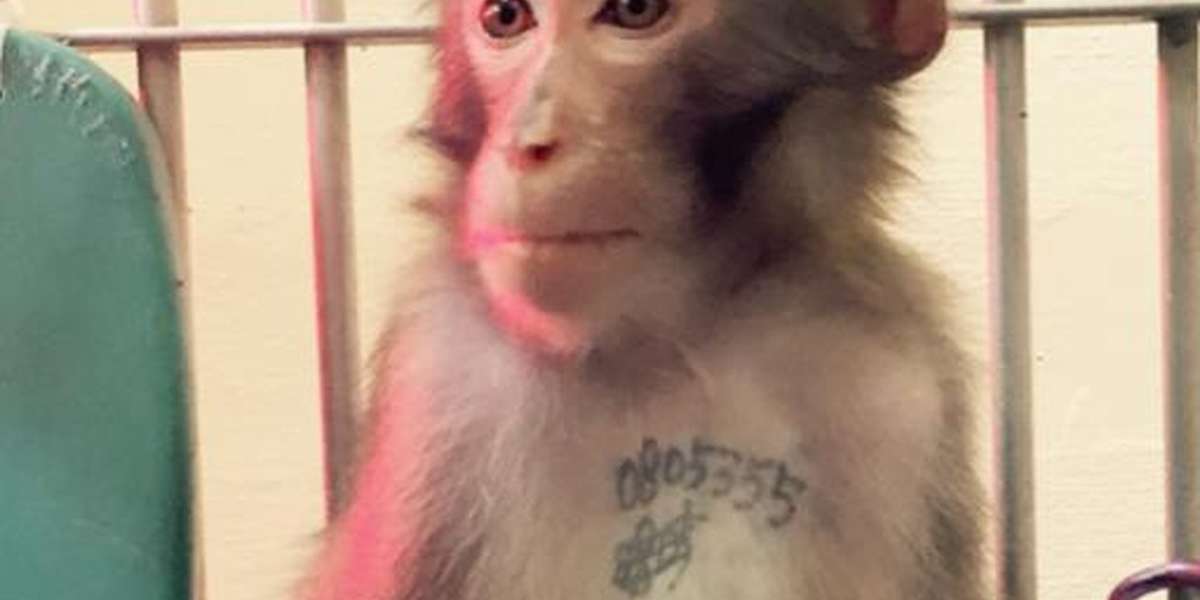 Tattooed Monkey Finds Peace After A Lifetime Of Suffering - The Dodo