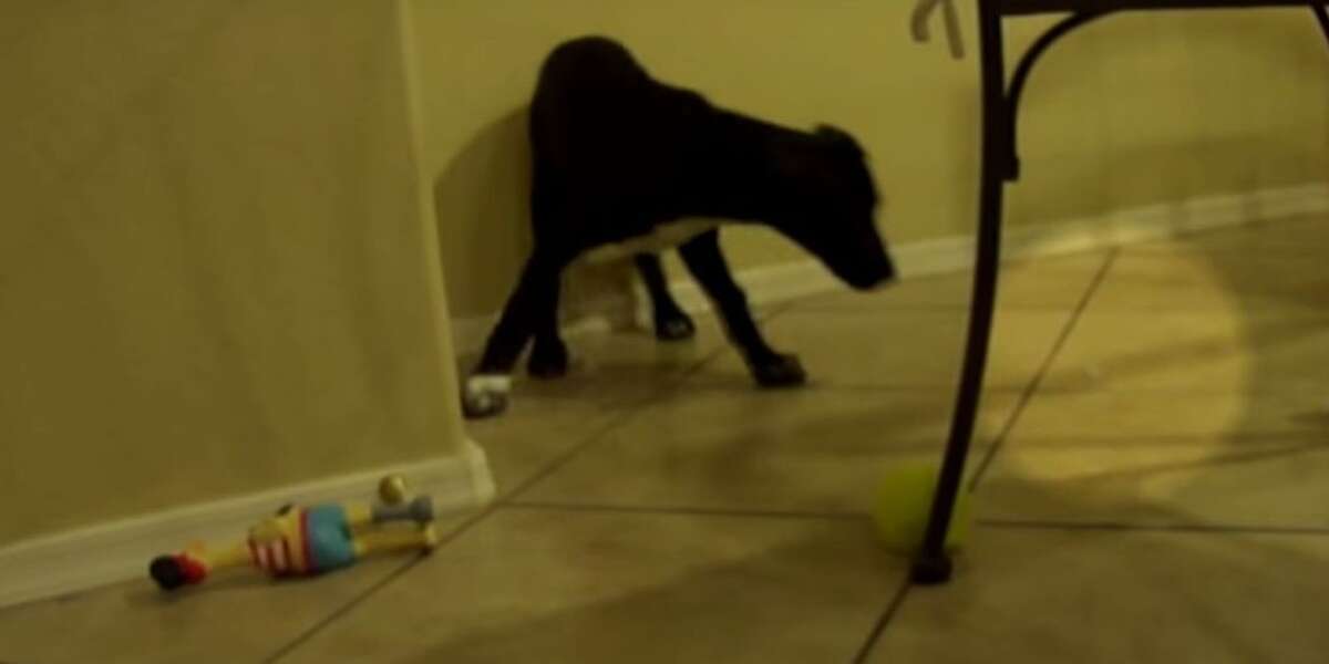 Your Puppy's New Favorite Toy: A Slippery Ice Cube - The Dodo