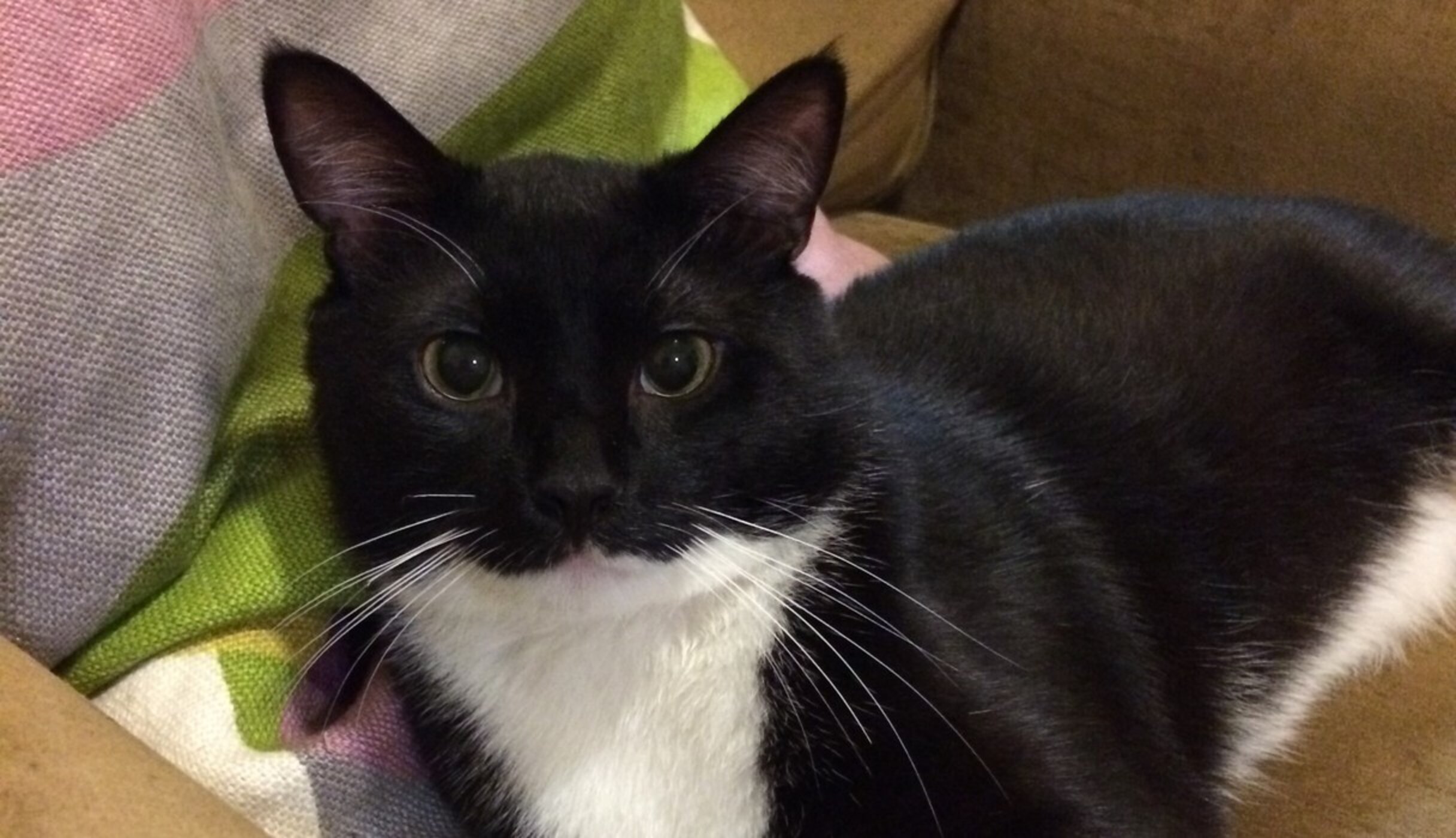 5 Things I Learned While Adopting My First Cat - The Dodo