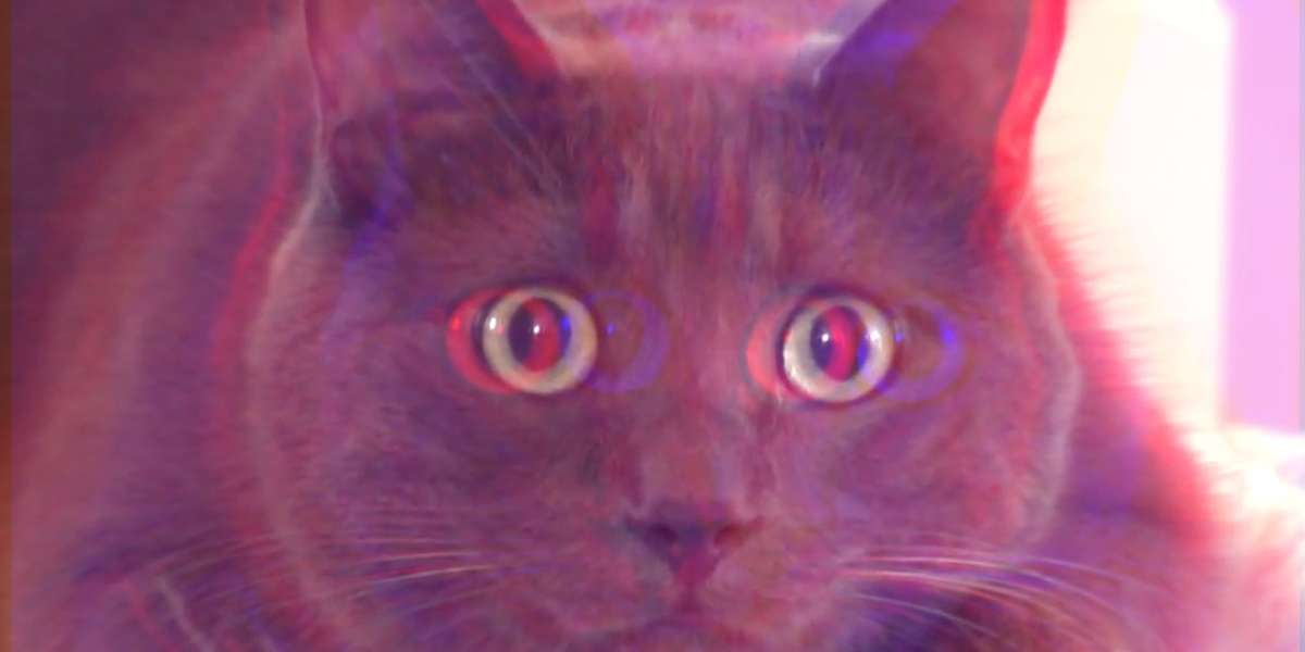 WATCH: The 5 Stages Of Catnip - The Dodo