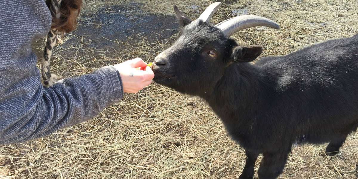 Pepper-Sprayed Goat With 'Profound Fear' Of Humans Finds Peaceful Home ...