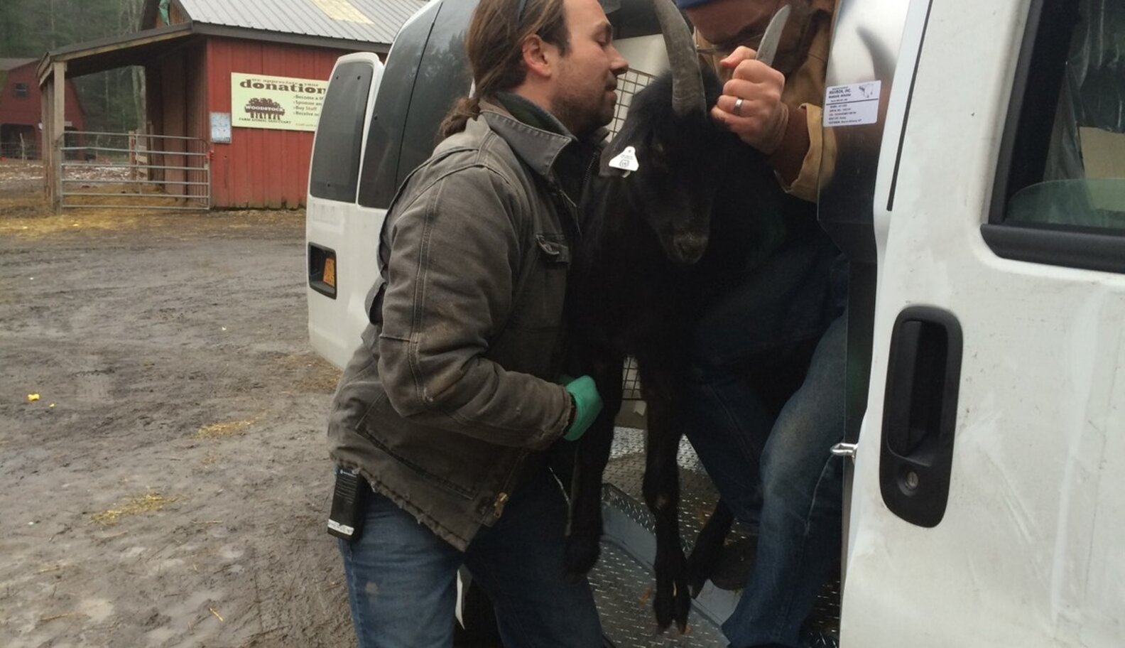 Pepper-Sprayed Goat With 'Profound Fear' Of Humans Finds Peaceful Home ...