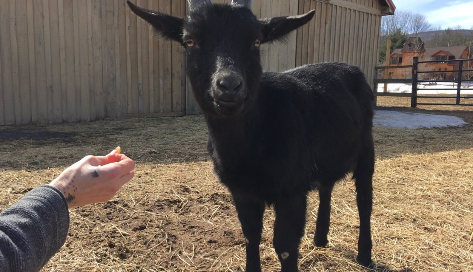 Pepper-Sprayed Goat With 'Profound Fear' Of Humans Finds Peaceful Home ...