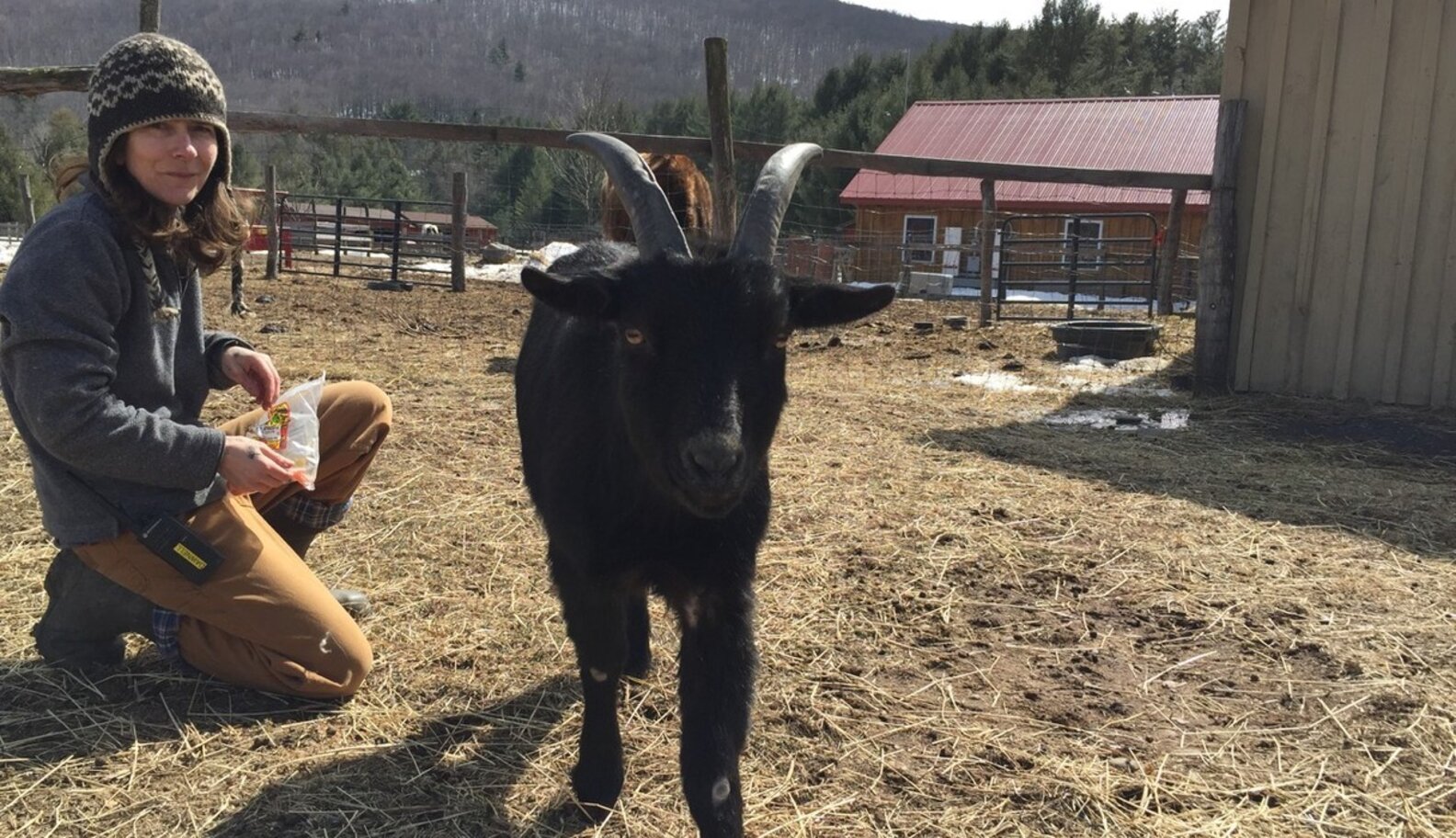 Pepper-Sprayed Goat With 'Profound Fear' Of Humans Finds Peaceful Home ...