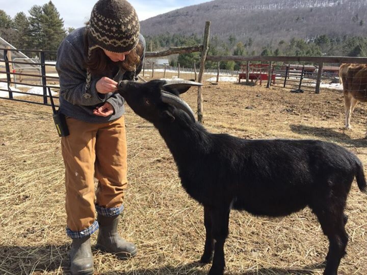 Pepper-Sprayed Goat With 'Profound Fear' Of Humans Finds Peaceful Home ...