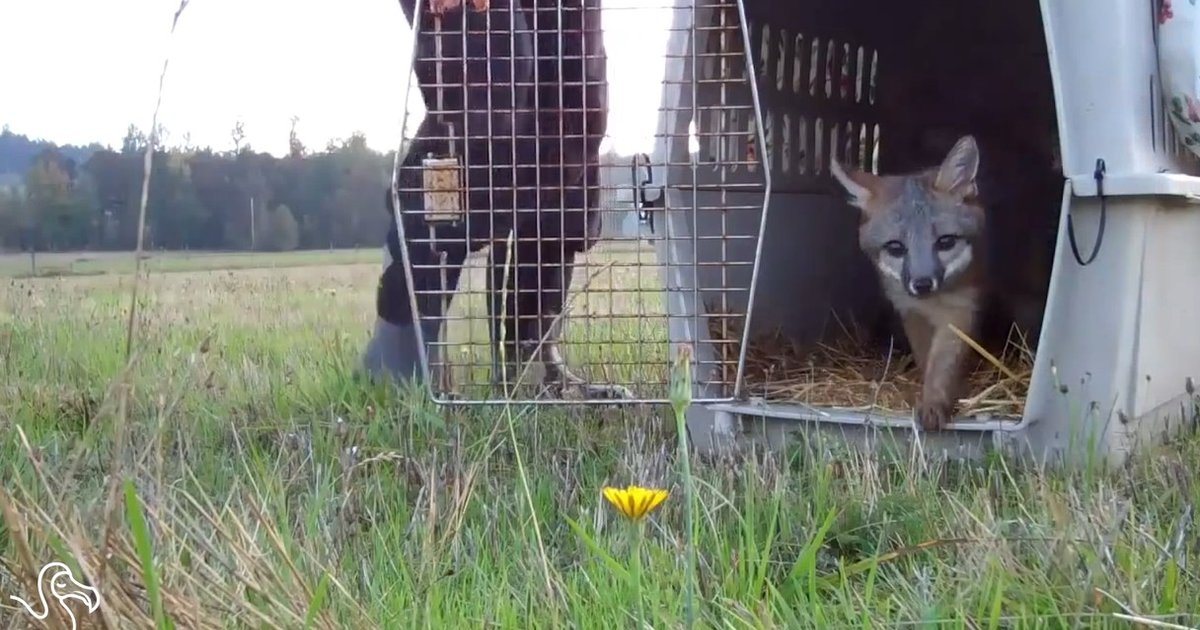 WATCH: Captive Animals Tasting Freedom For The First Time - The Dodo