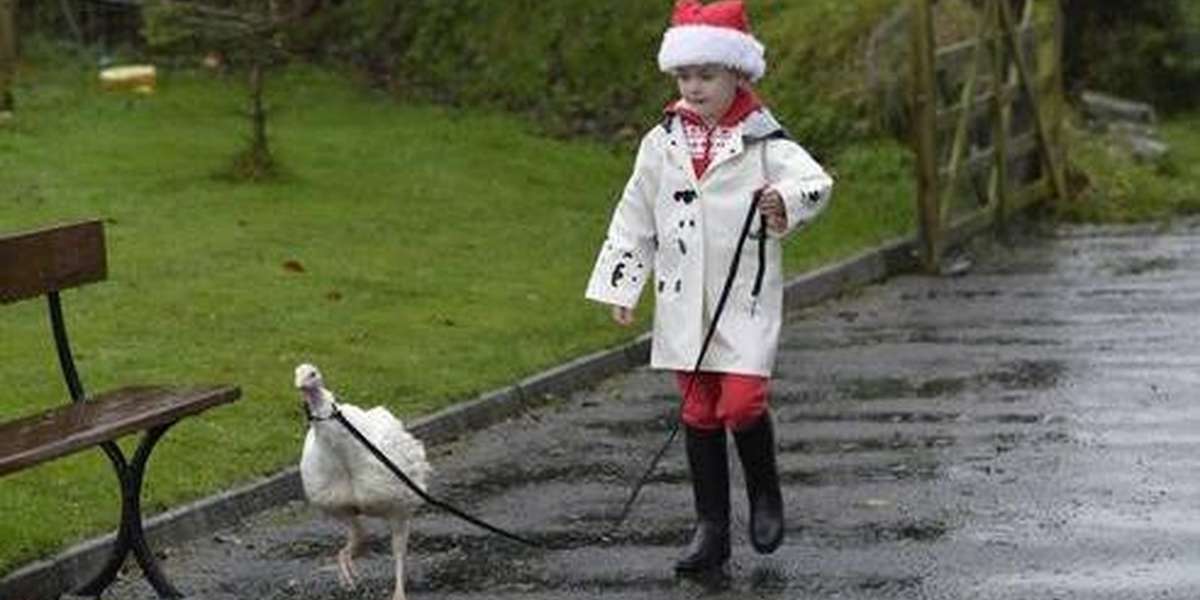 Little Girl's Only Wish For Christmas Is To Save A Turkey's Life - The Dodo