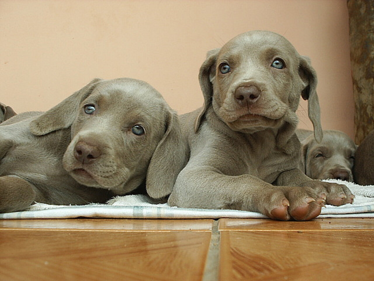 Here Are The Top Puppy Names Of 2014 - The Dodo
