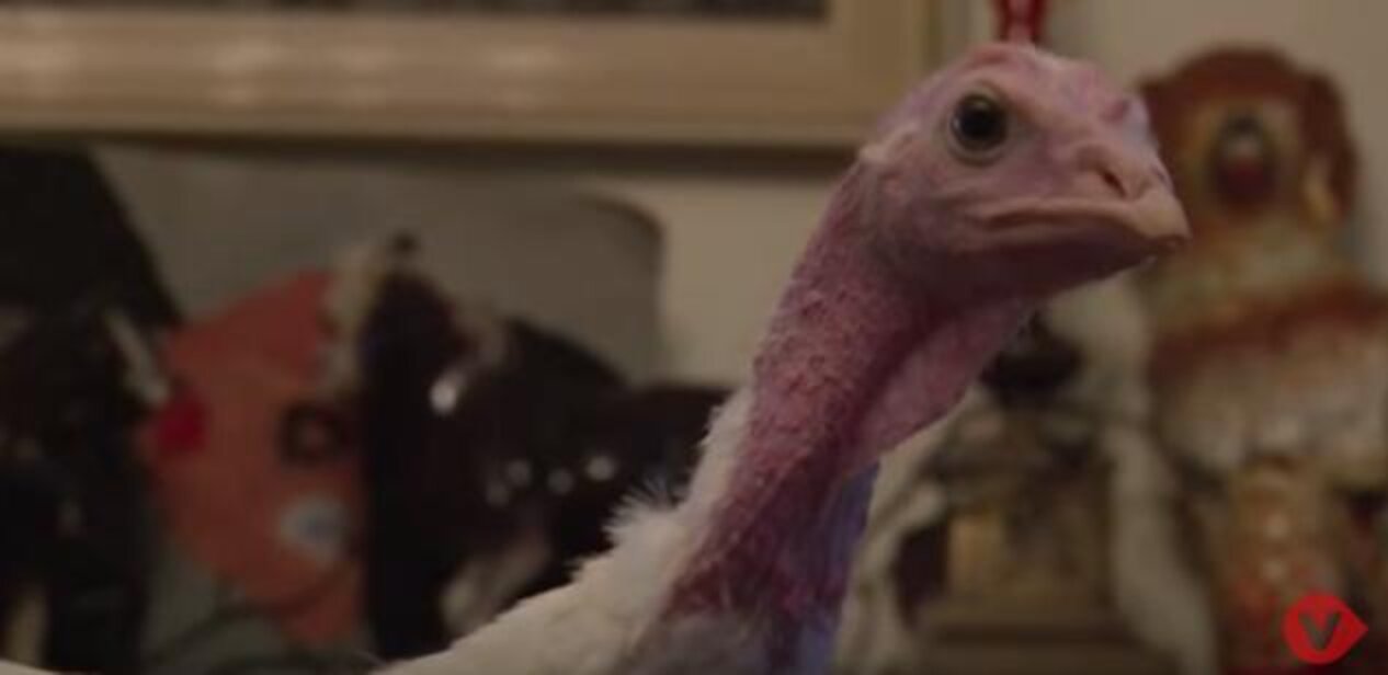 Little Girl's Only Wish For Christmas Is To Save A Turkey's Life - The Dodo