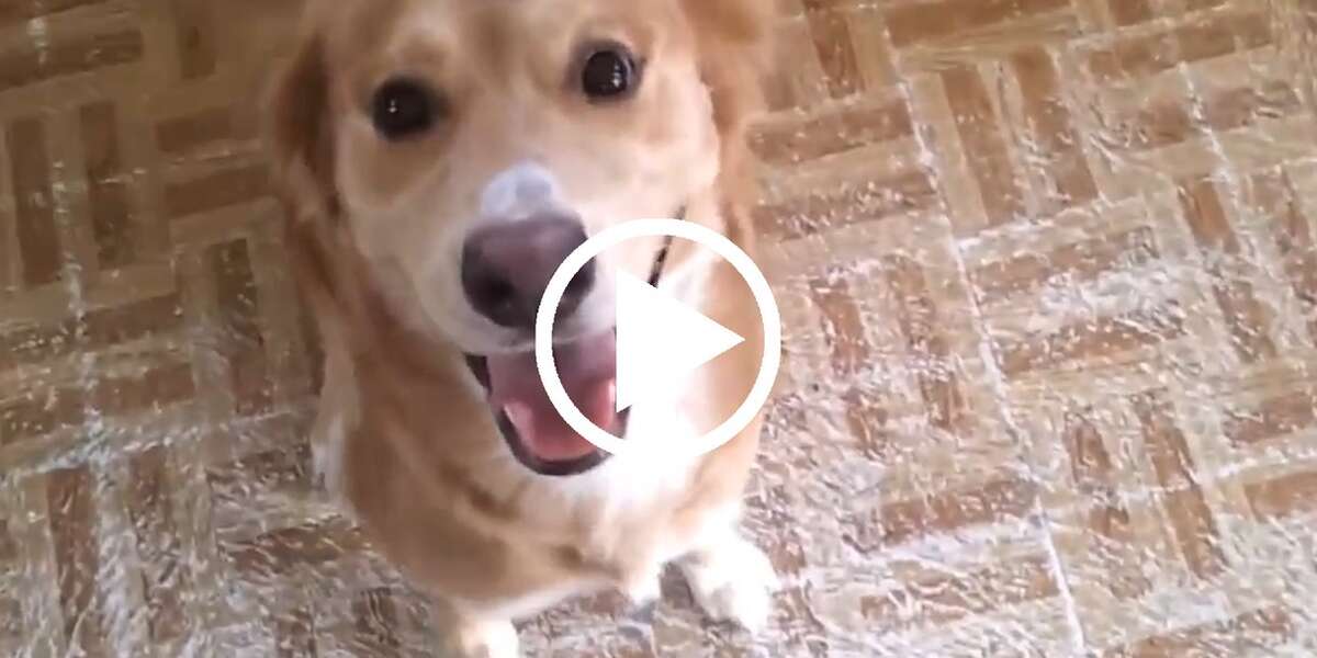 Dogs Greeting Their Humans - The Dodo
