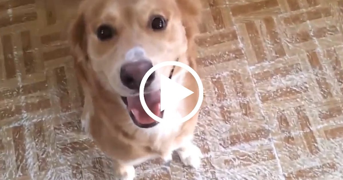 Dogs Greeting Their Humans - The Dodo