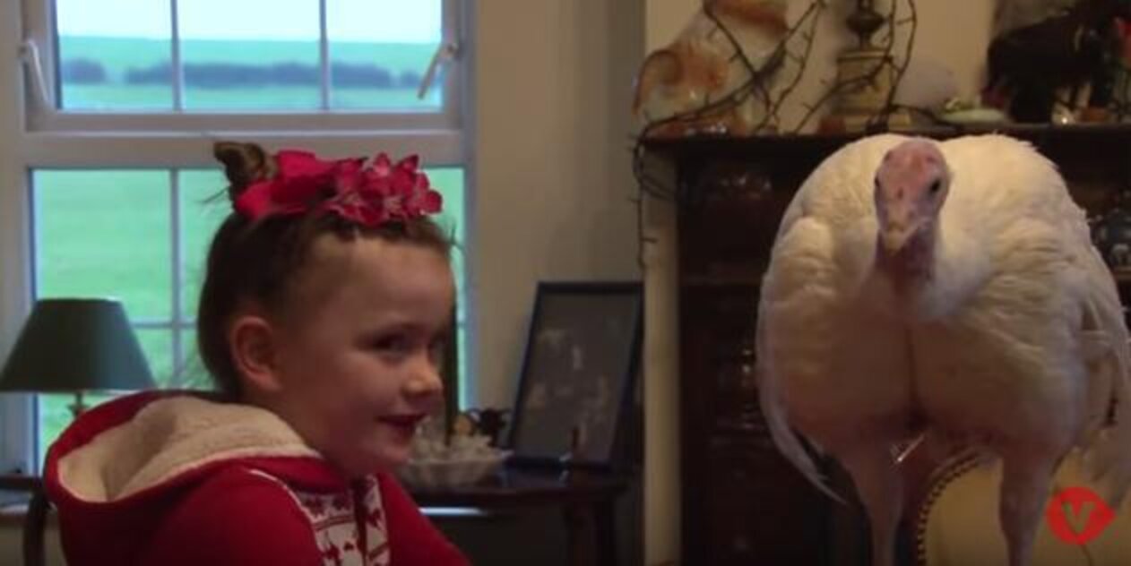 Little Girl's Only Wish For Christmas Is To Save A Turkey's Life - The Dodo