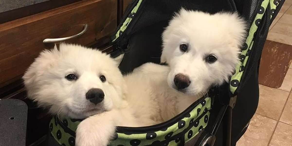 Puppies Who Couldn't Walk Are Taking Their First Steps - The Dodo