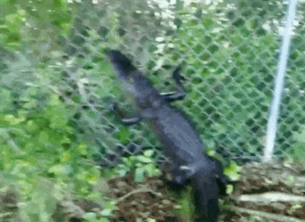 Gator Laughs At Humans' Puny Efforts To Contain Him - The Dodo