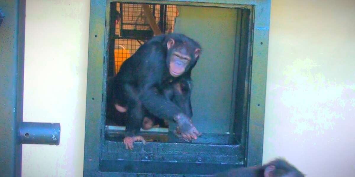 Released Lab Chimps Suddenly Get A Whole New Life - The Dodo