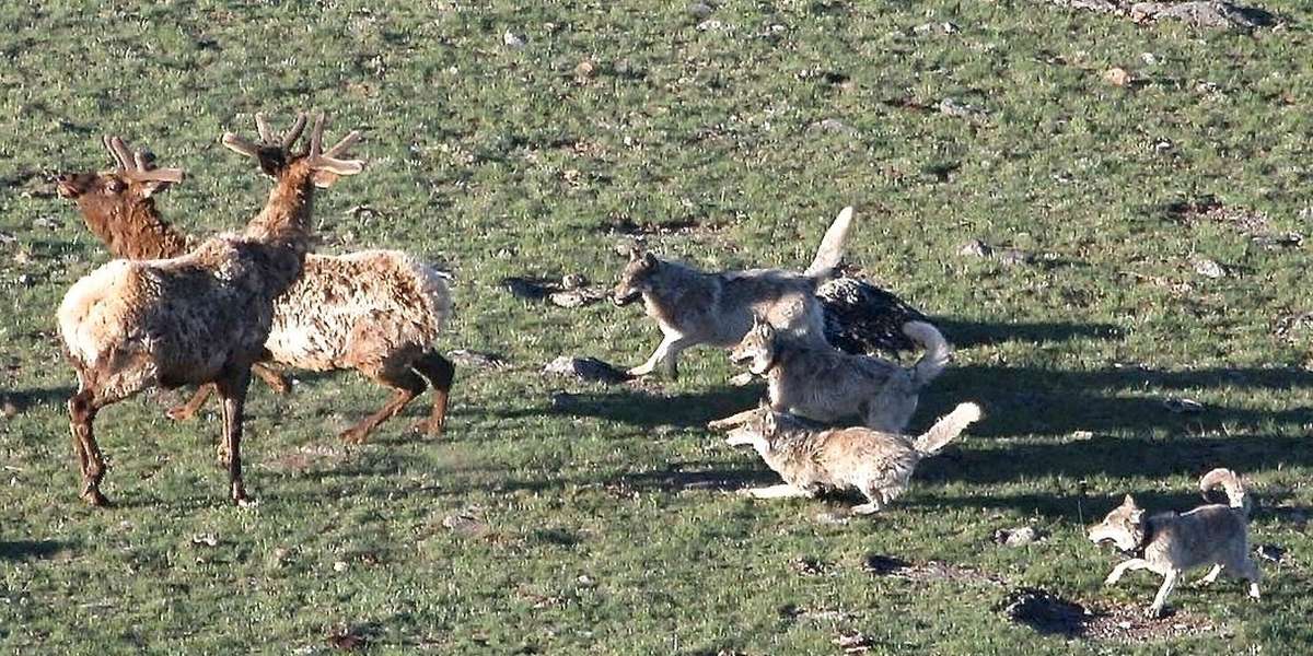 Yes, Wolves Killed 19 Elk. But What Does It Mean? - The Dodo