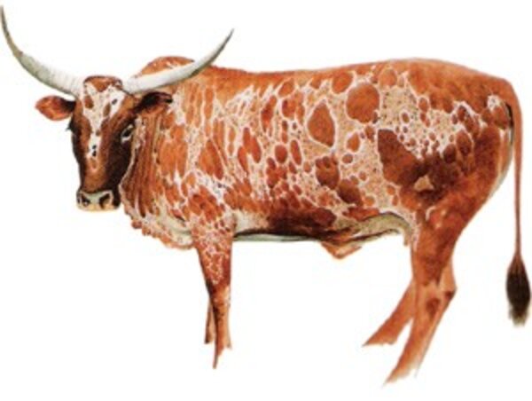 What Do Cows Say About Us? - The Dodo