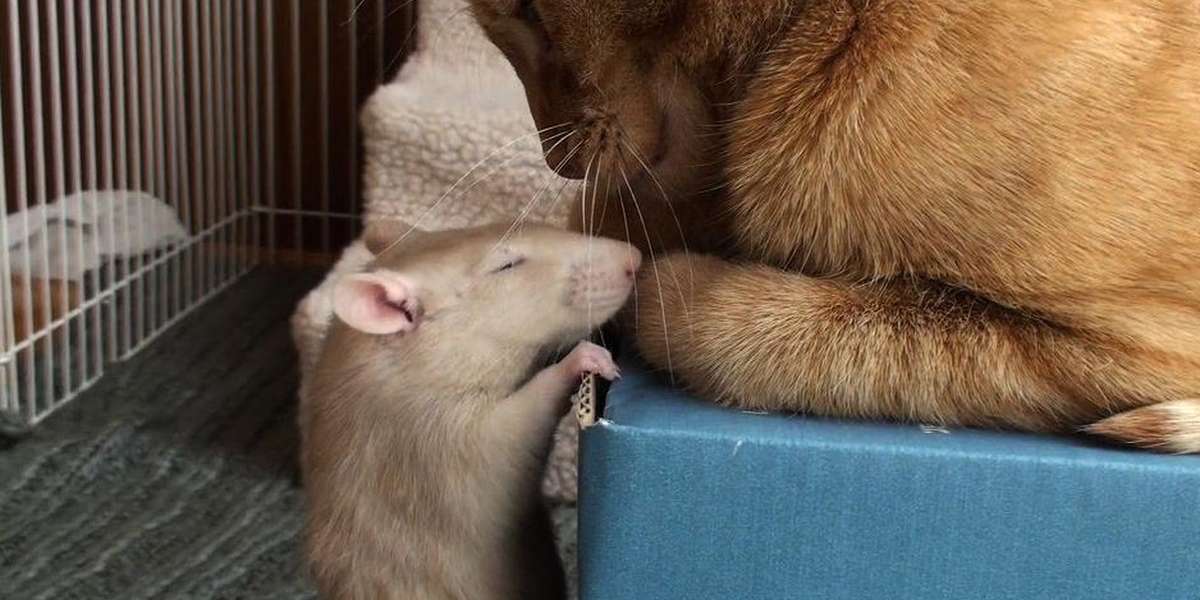 Rat Will Let NOTHING Get Between Her And Her Cat - The Dodo