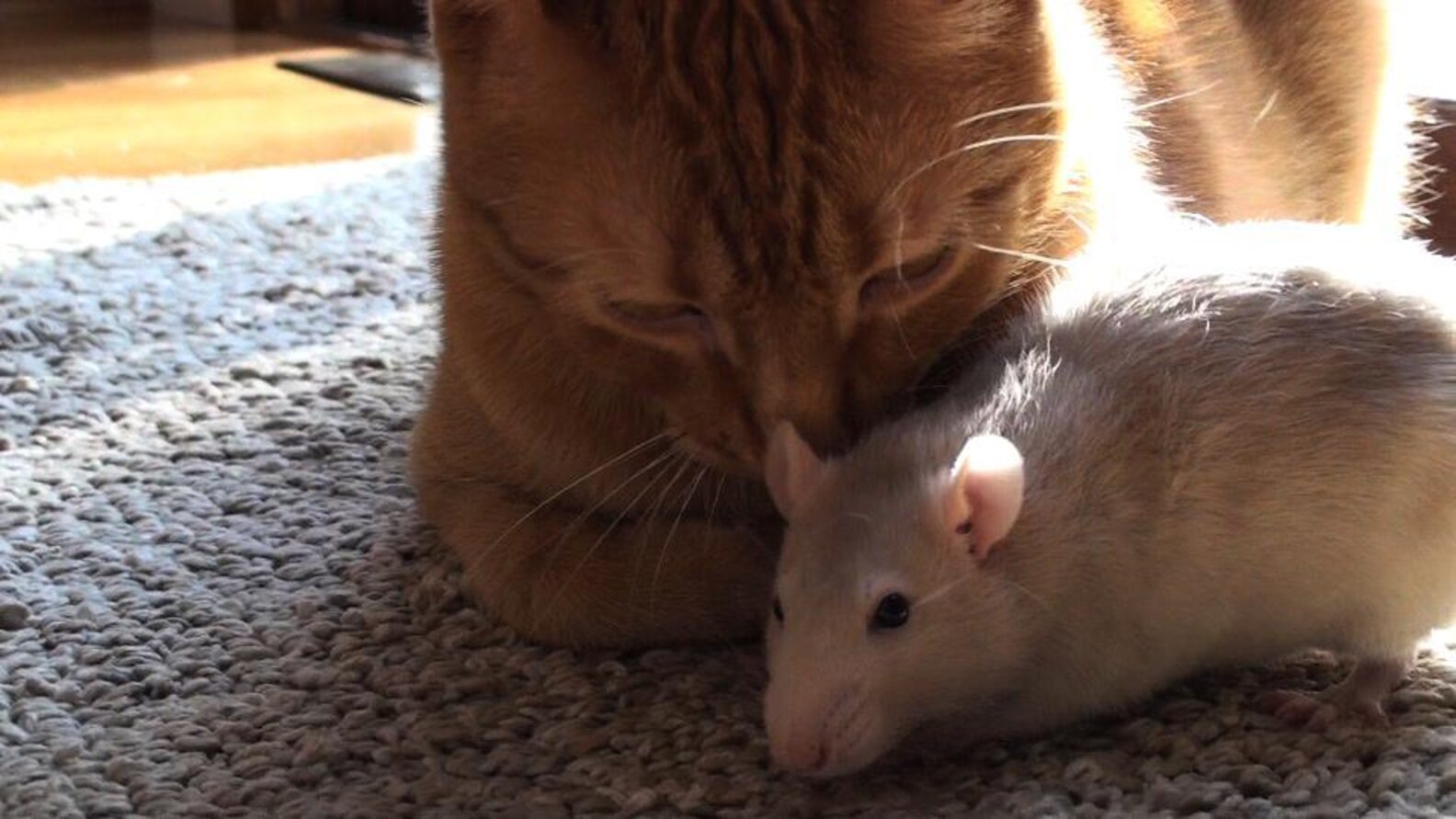 Rat Will Let NOTHING Get Between Her And Her Cat - The Dodo