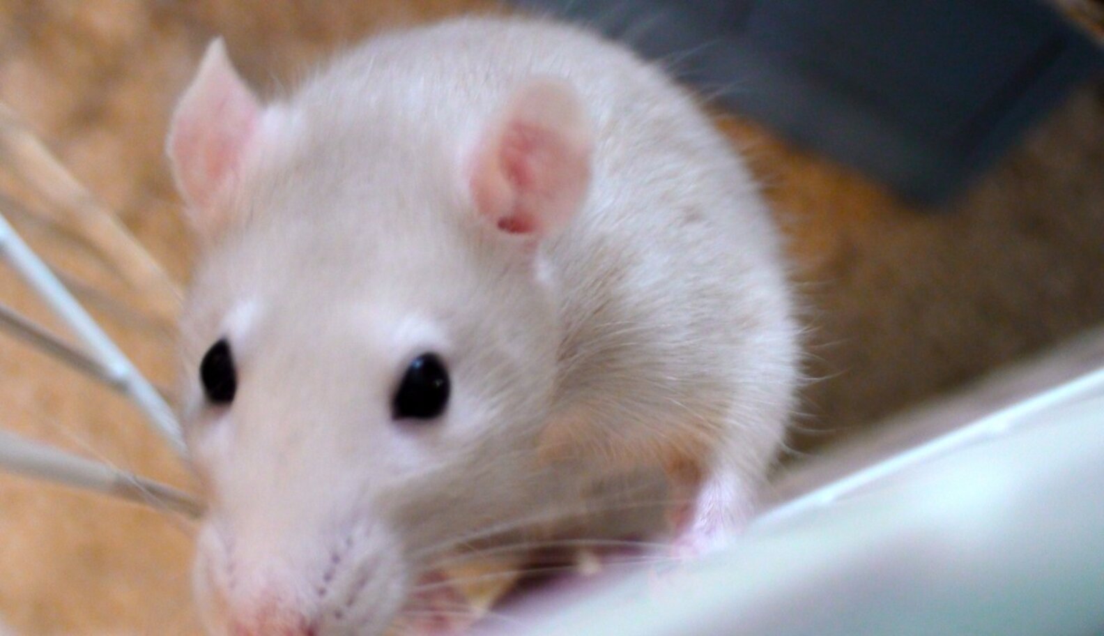 Rat Will Let NOTHING Get Between Her And Her Cat - The Dodo