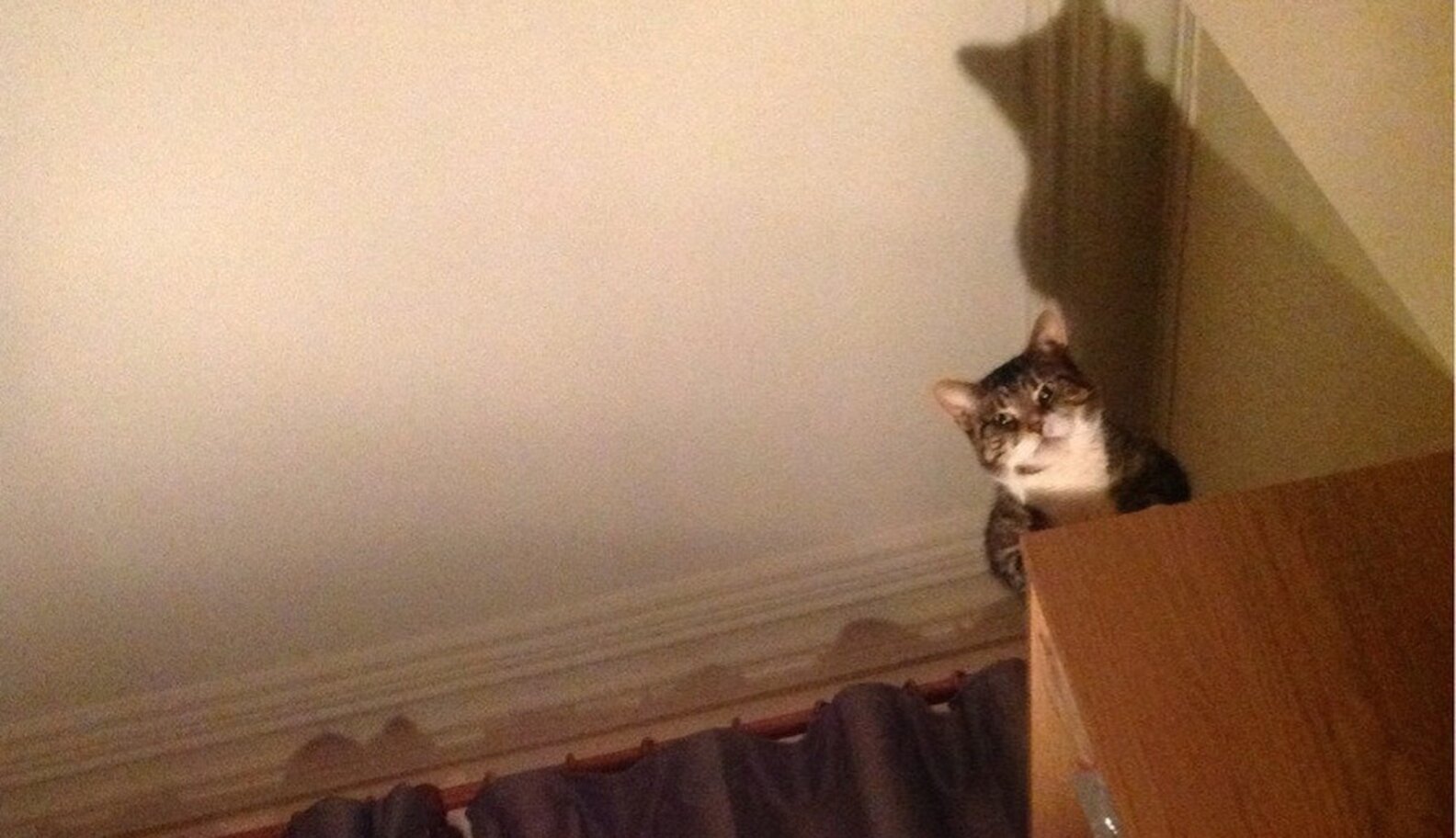 13 Cats Who Are Being A Wee Bit Dramatic Right Now - The Dodo