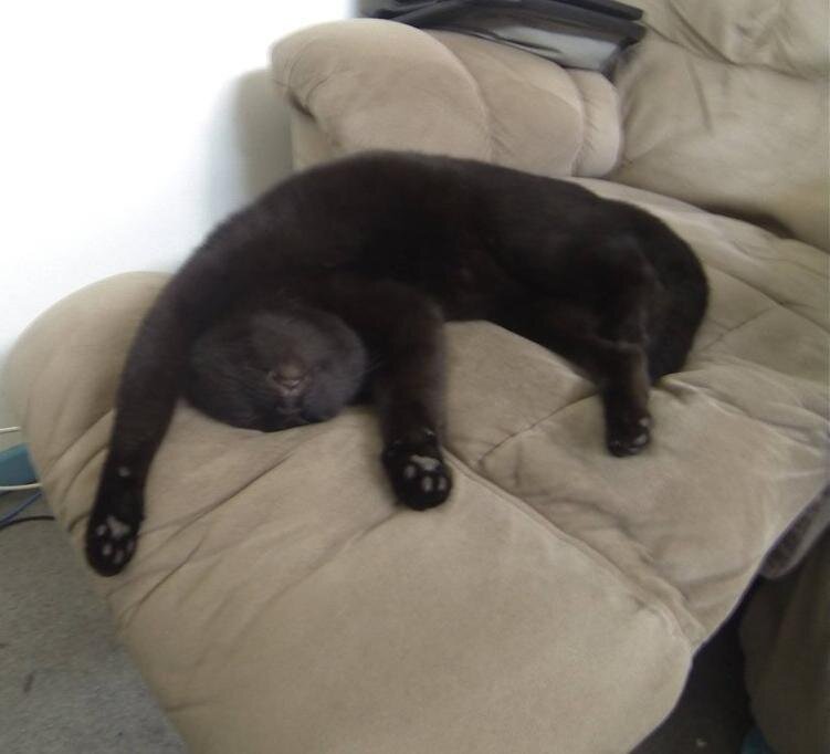 13 Cats Who Are Being A Wee Bit Dramatic Right Now - The Dodo