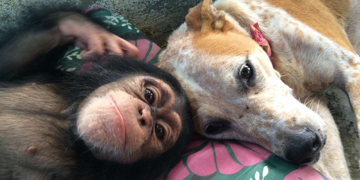 Dog Comforts Lonely Chimps Who’ve Lost Their Families - The Dodo