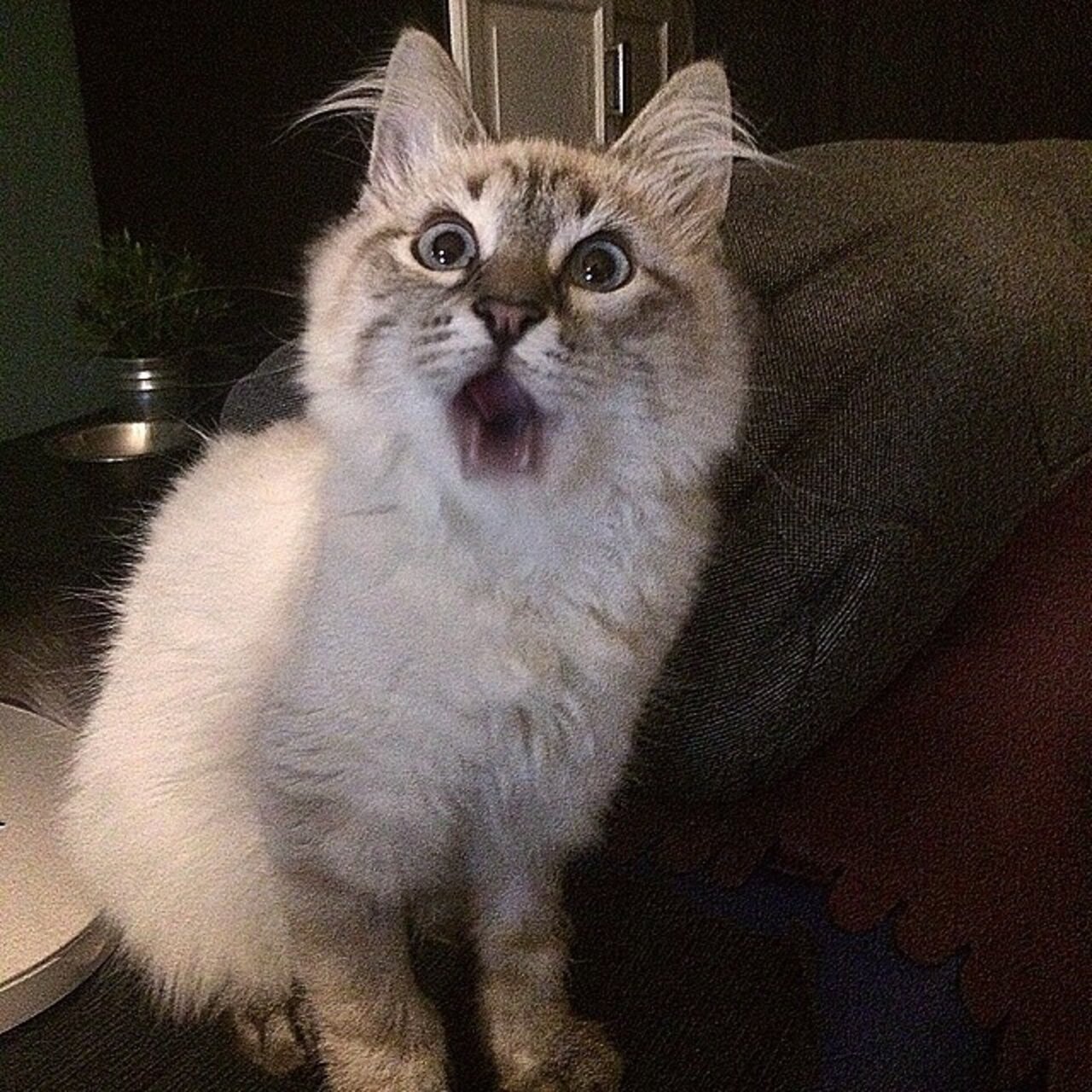 13 Cats Who Are Being A Wee Bit Dramatic Right Now - The Dodo