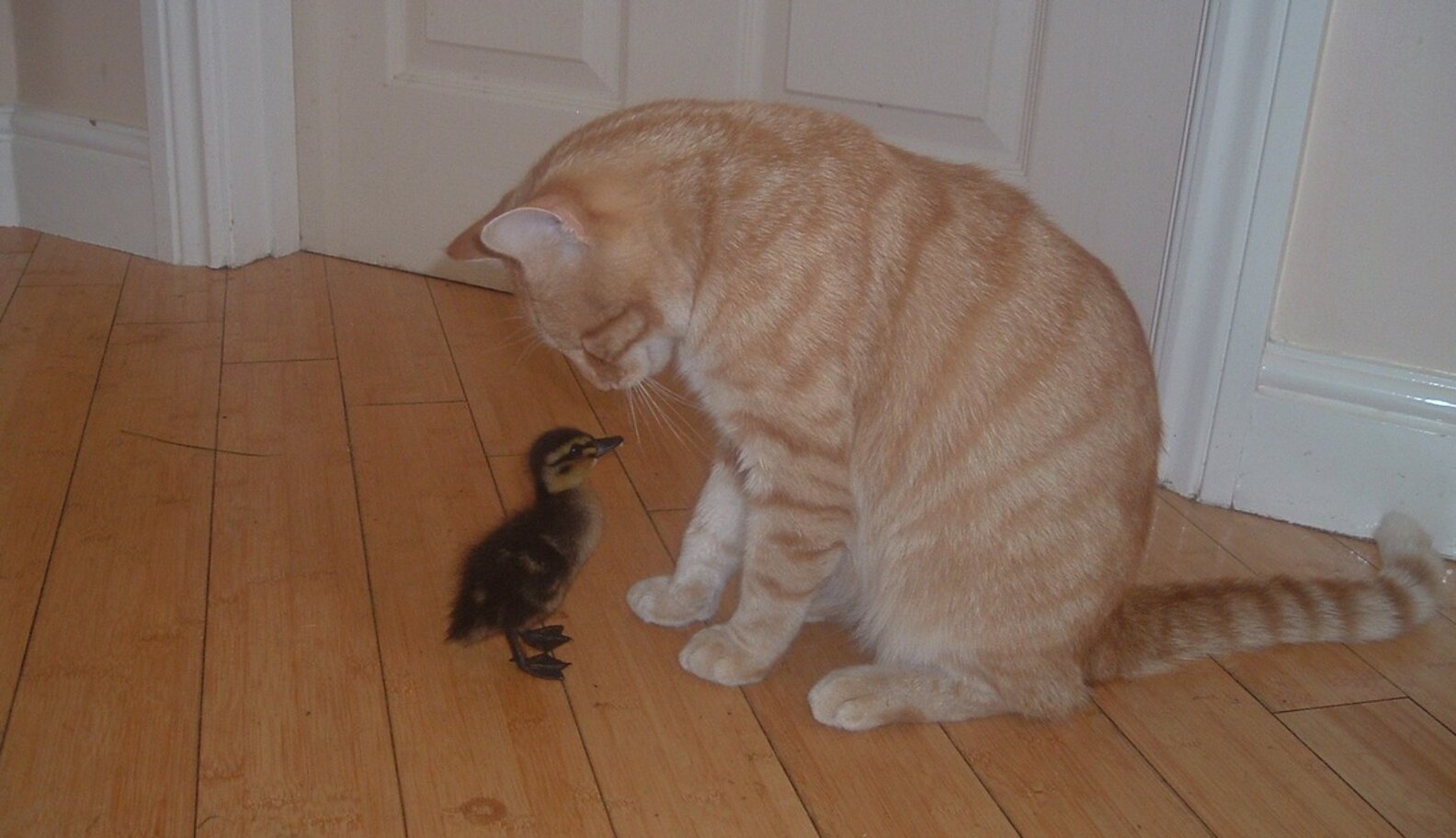 Cats Who Secretly Love Ducks But Shhh Don't Tell Anyone - The Dodo