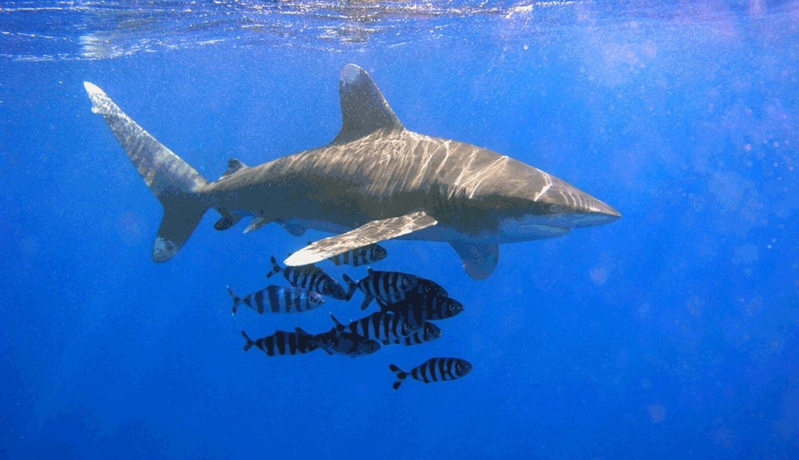 How One Genius Little Fish Convinces Sharks Not To Eat Them - The Dodo