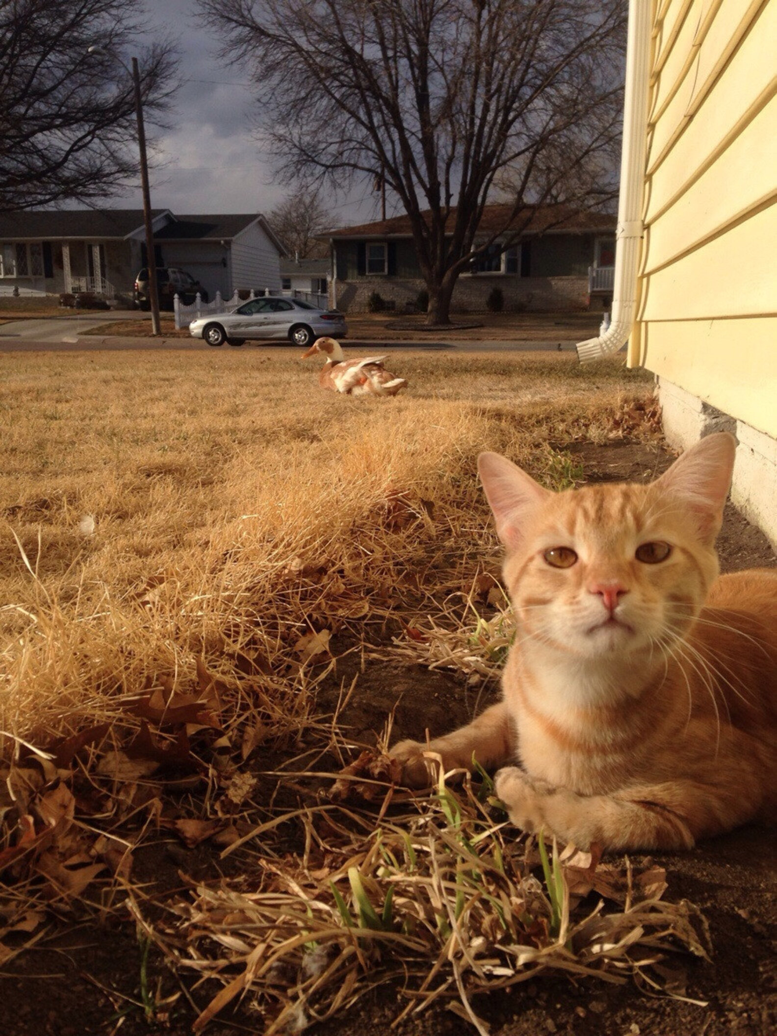 Cats Who Secretly Love Ducks But Shhh Don't Tell Anyone - The Dodo