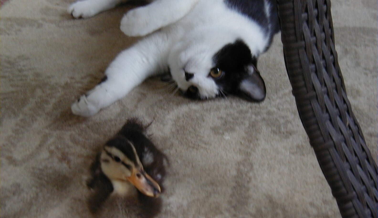Cats Who Secretly Love Ducks But Shhh Don't Tell Anyone - The Dodo