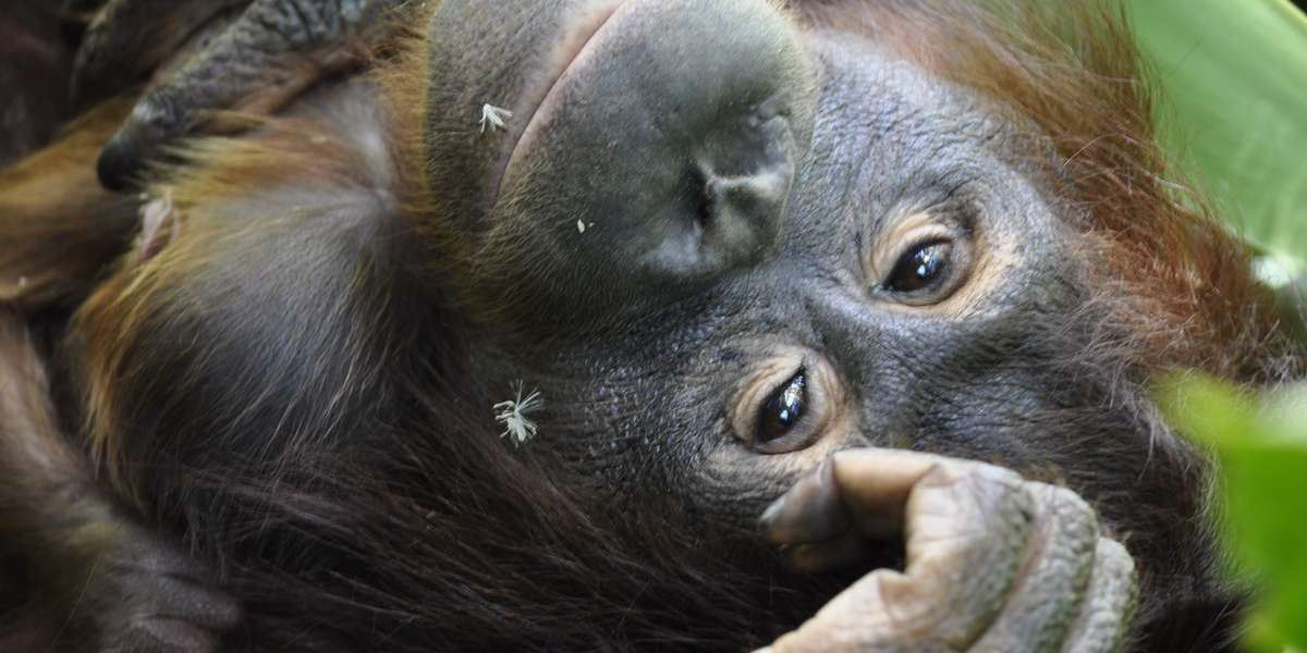 Mama Orangutan And New Baby Are Discovering Freedom Together - The Dodo