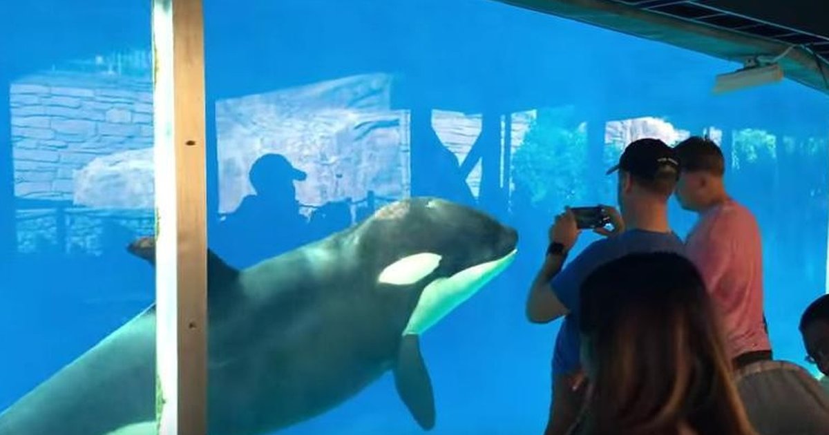 Meet One Of The Last Baby Orcas Who Will Ever Grow Up At SeaWorld - The ...