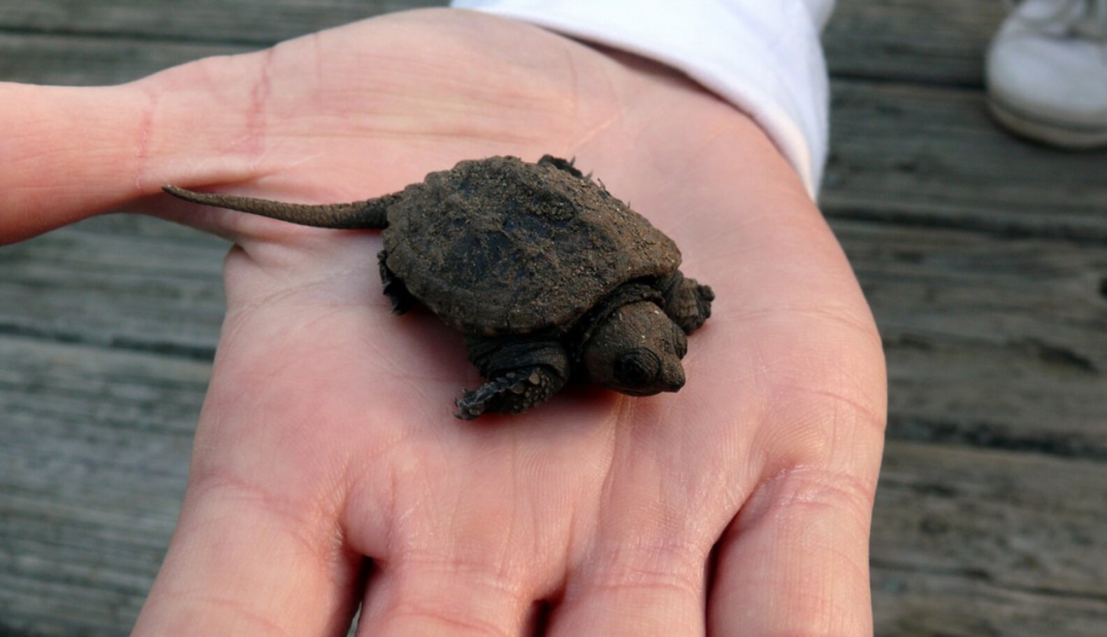 Connecticut Lawmaker Strives For Snapping Turtle Equality - The Dodo