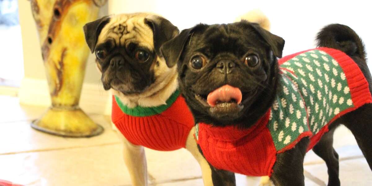 11 Dogs Who Look Downright Dashing In Their Cozy Seasonal Sweaters ...