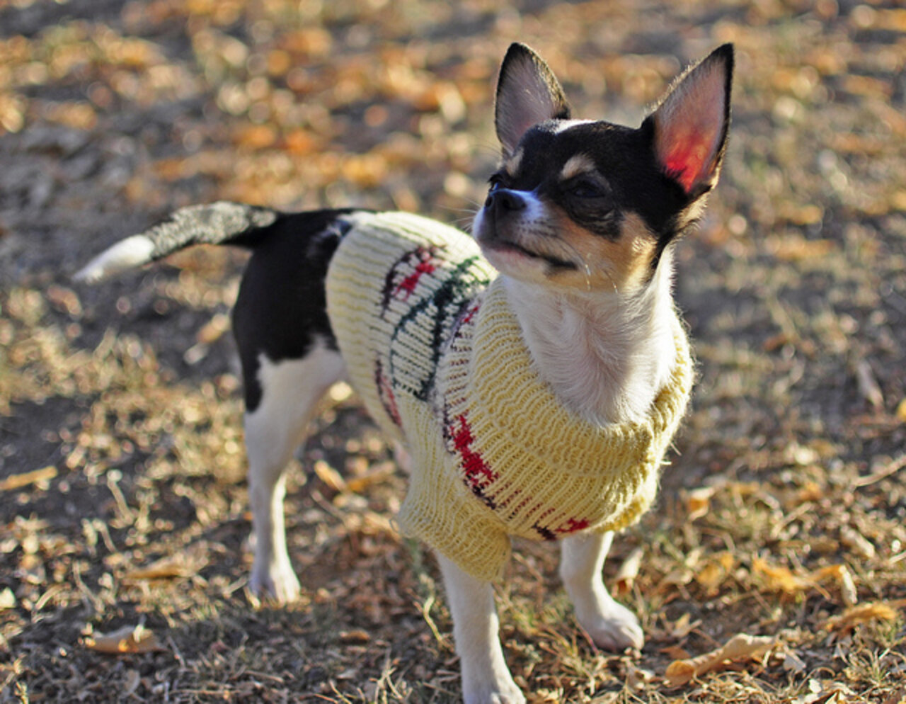 11 Dogs Who Look Downright Dashing In Their Cozy Seasonal Sweaters ...