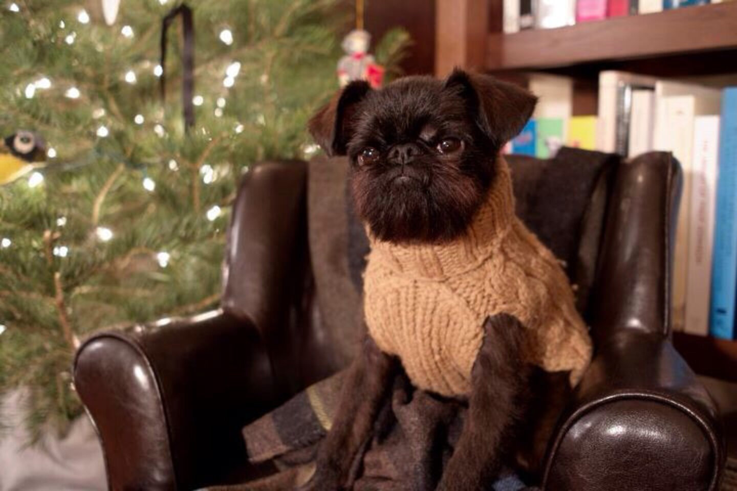 11 Dogs Who Look Downright Dashing In Their Cozy Seasonal Sweaters ...