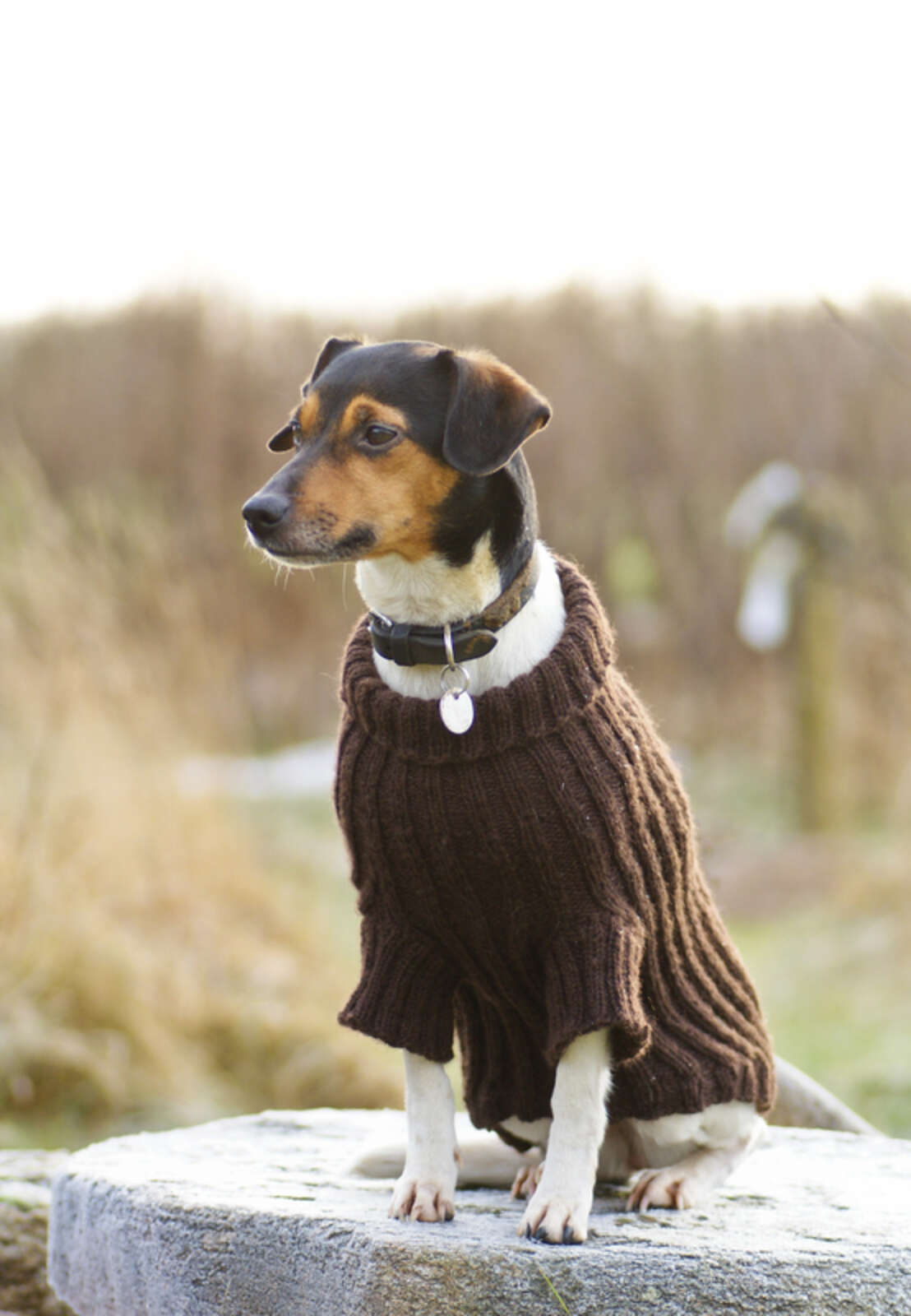 11 Dogs Who Look Downright Dashing In Their Cozy Seasonal Sweaters ...