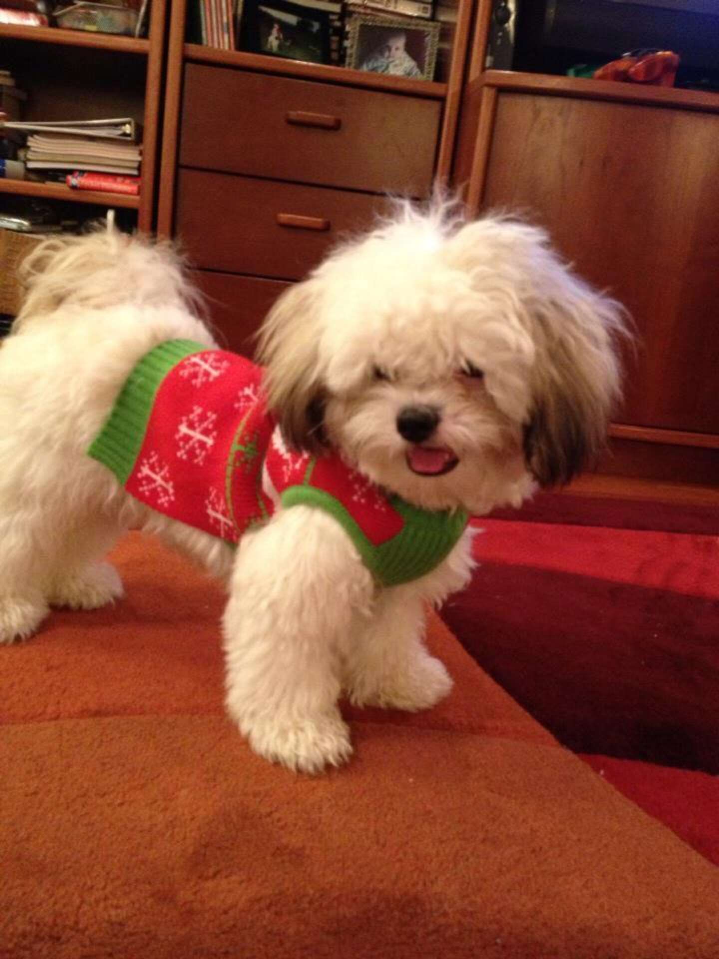 11 Dogs Who Look Downright Dashing In Their Cozy Seasonal Sweaters ...