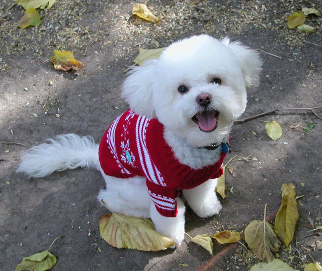 11 Dogs Who Look Downright Dashing In Their Cozy Seasonal Sweaters ...