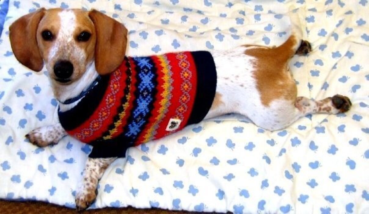 11 Dogs Who Look Downright Dashing In Their Cozy Seasonal Sweaters ...
