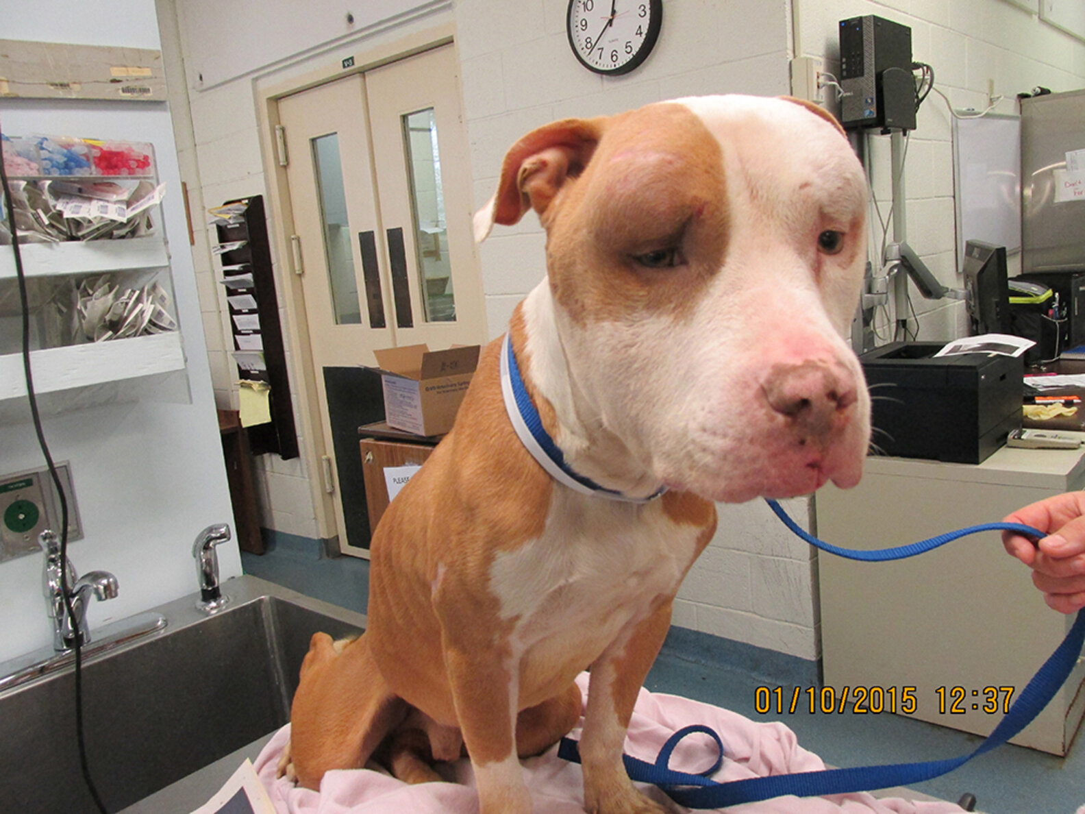 Severely Abused Pit Bull Recovering As His Fans Seek Justice - The Dodo